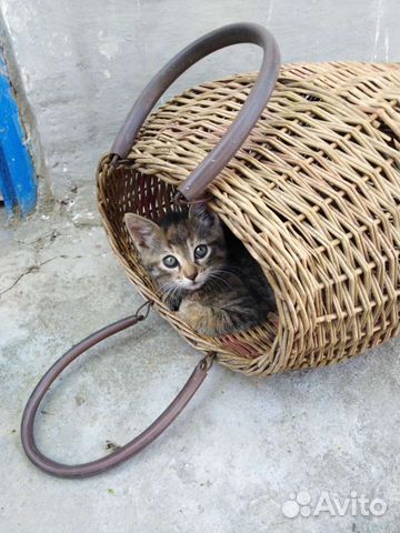 Котята лапушки 1,5 месяца в поиске дома