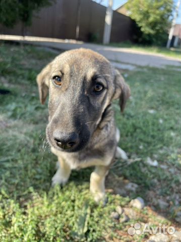 Щенок ищет дом