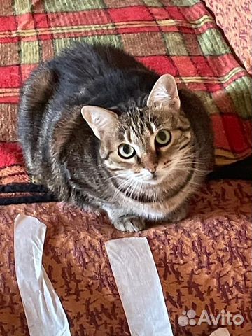 Наидобрейшая кошка