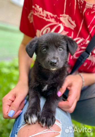 Ласковая щенуля ищет семью