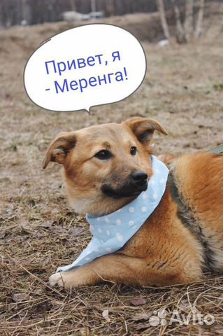 Собачка Меренга в добрые руки