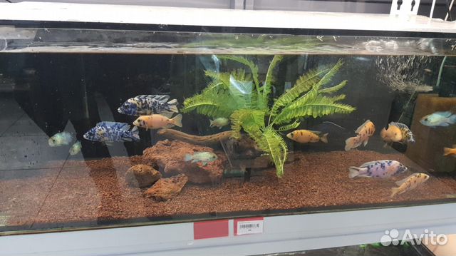 Аквариумные рыбки цихлиды Мультиколор