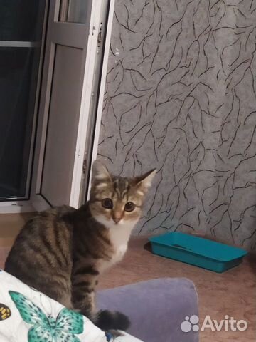 Котенок 5 месяцев, найдёныш, отдается бесплатно