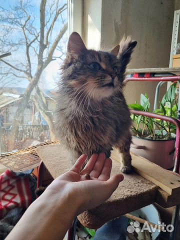 Котик Тимоша молоденький ищет дом