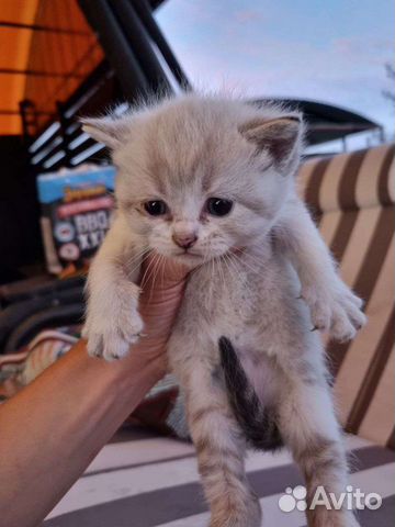 Кошки в добрые руки