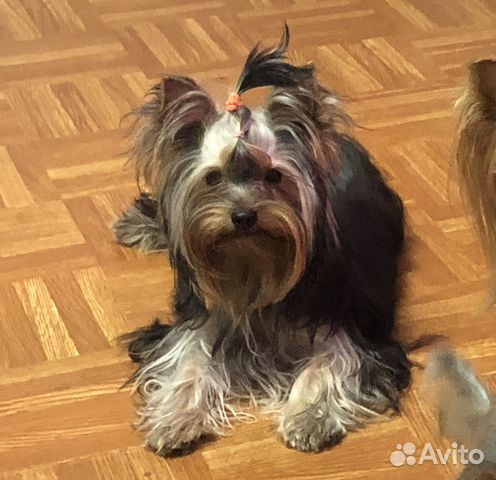 Красивущий подрощенный воспитанный мальчик