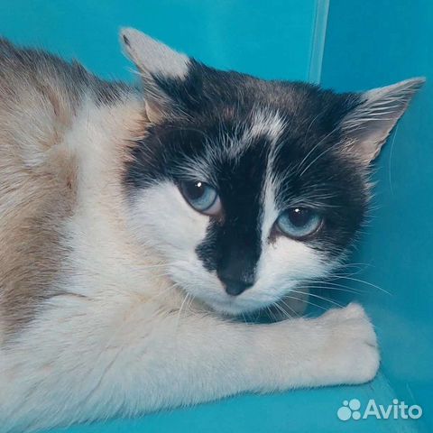 Завтра снова улица голубке Шипучке, нужен дом