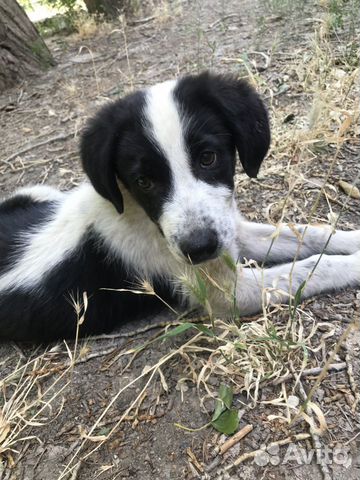 Ищем хороших и добрых людей для Ляли