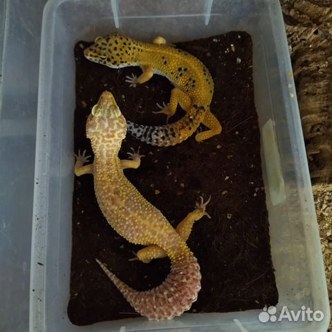 Eublepharis macularius Эублефар