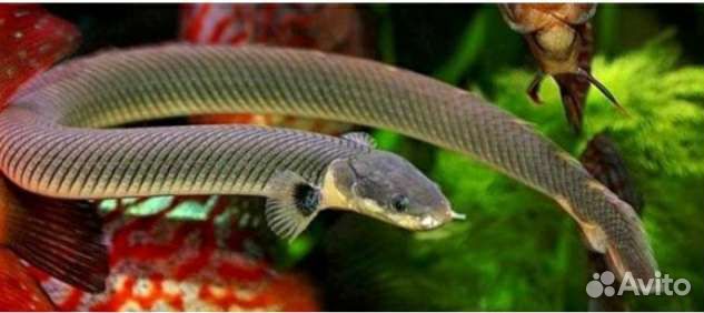 Аквариумные рыбки