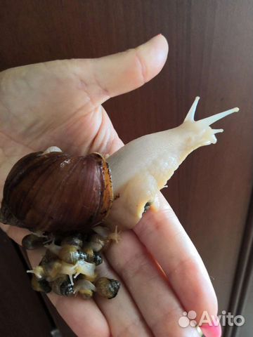 Улитки Ахатина бесплатно