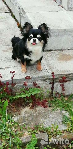 Собака чихуа