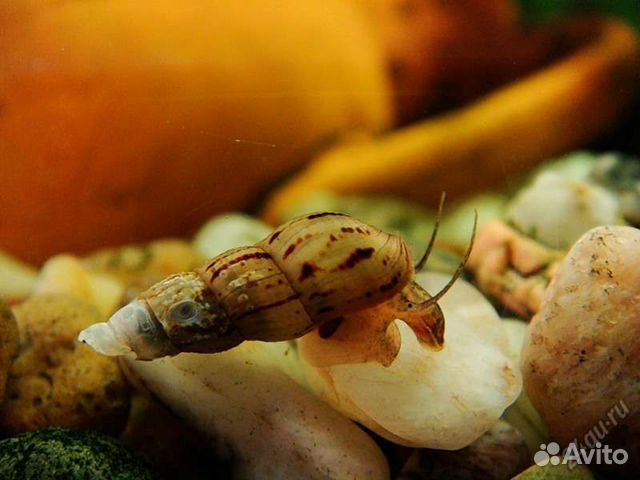 Улитки мелании