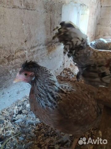 Куры легбар кремовый