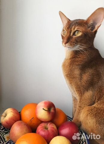 Два абиссинских кота