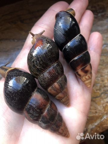 Улитки Лимиколярии