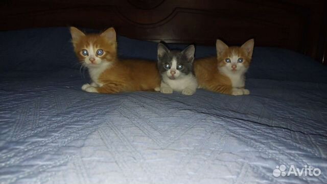 Отдадим в добрые заботливые руки,чудесных малышей