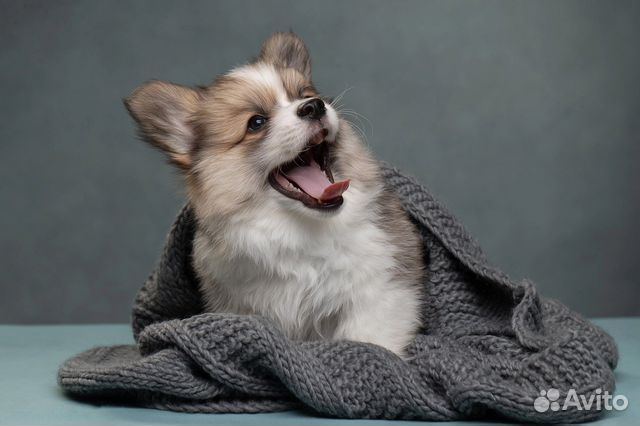 Эксклюзивный щенок