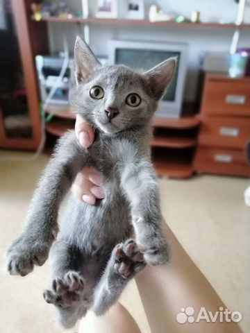 Котята девочки