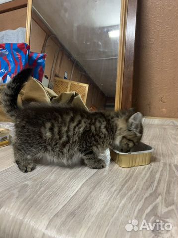 Тигровая малышка