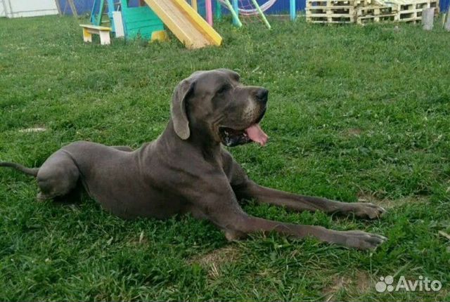 Немецкий дог бесплатно