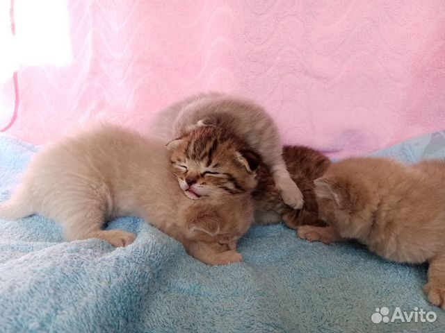 Шотландские тигровый, голубой и кремовые котята