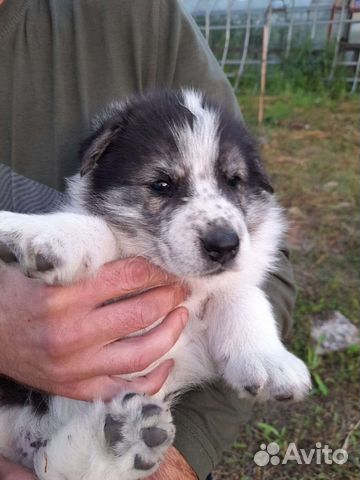 Отдам щенков мама хаска, отец подлец