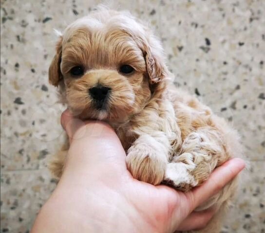 Мальтипу мини тикап