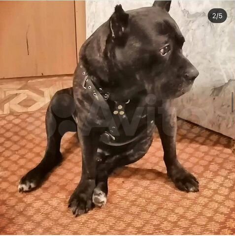 Отдают кане корсо 5 лет. Умер хозяин