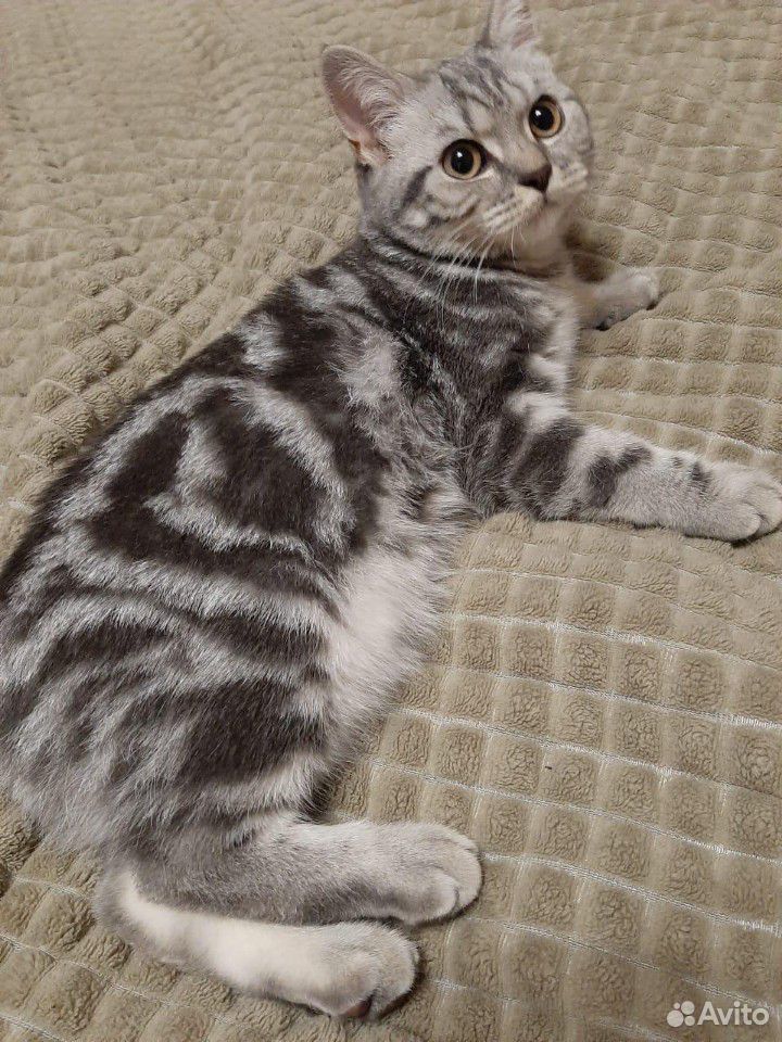 Шотландская