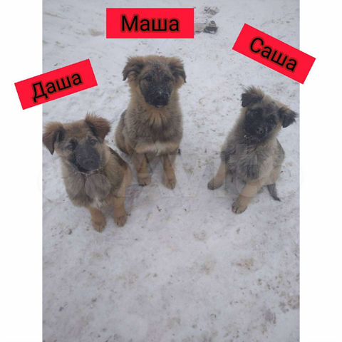 Щенок в добрые руки