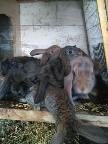 Кролики породы французский баран