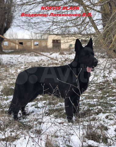 Восточноевропейская овчарка