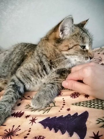Пристраивается красивая кошка