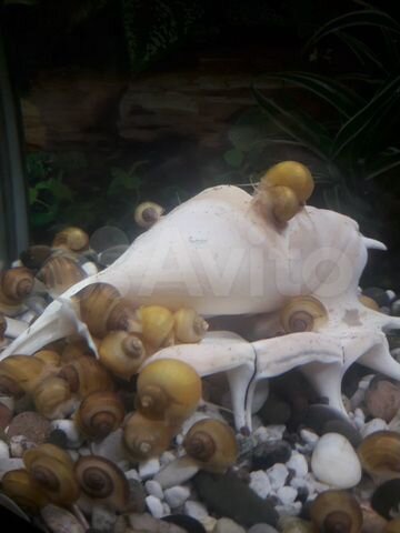 Улитки ампулярии