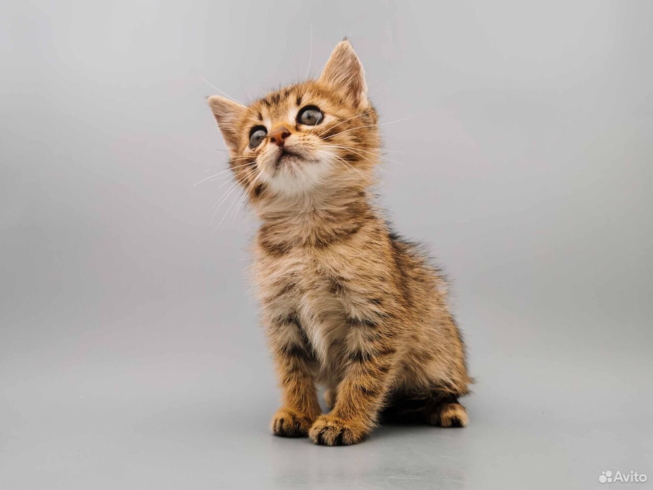 Малышка Мегги ищет дом