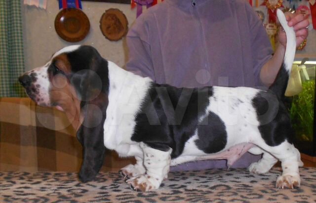 Бассет Хаунд щенок ищет семью