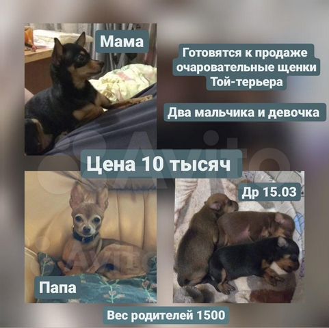 Той-терьер щенята