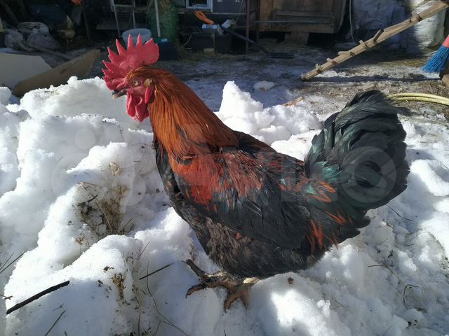 Петух медно-черный Маран