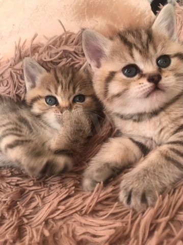 Котятки Шотландцы