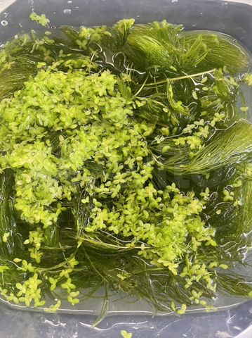 Роголистник, ряска