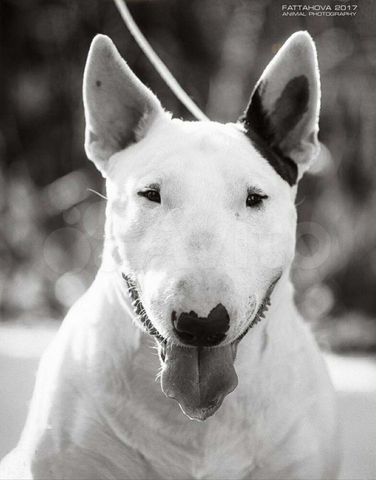 Бультерьер стандартный (вязка)