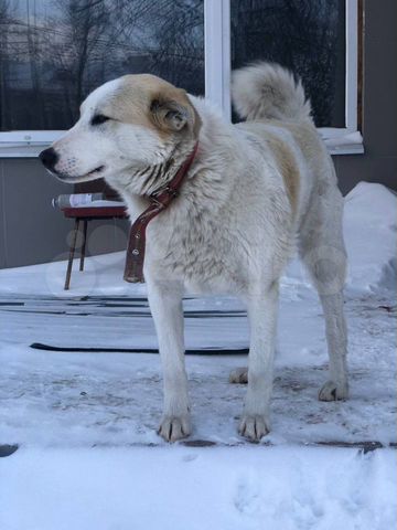 Молодой пёс, метис лайки