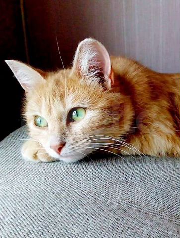 Рыжая красавица (кошка) ждет хозяина