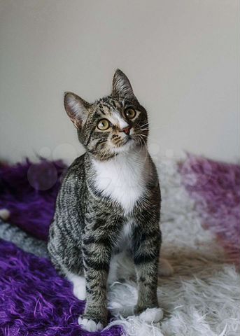 Ищет самых добрых хозяев Платон