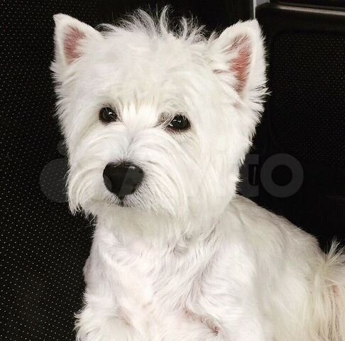 Вязка кобель West highland white terrier