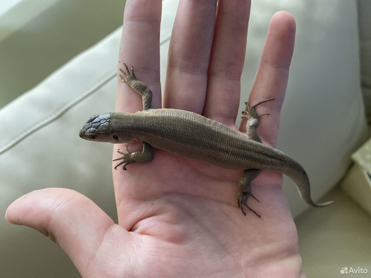 Ящерица живородящая