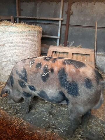 Хряк и свинья