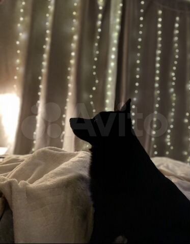 Вязка кобель Шипперке