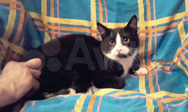 Котенок- подросток Милка